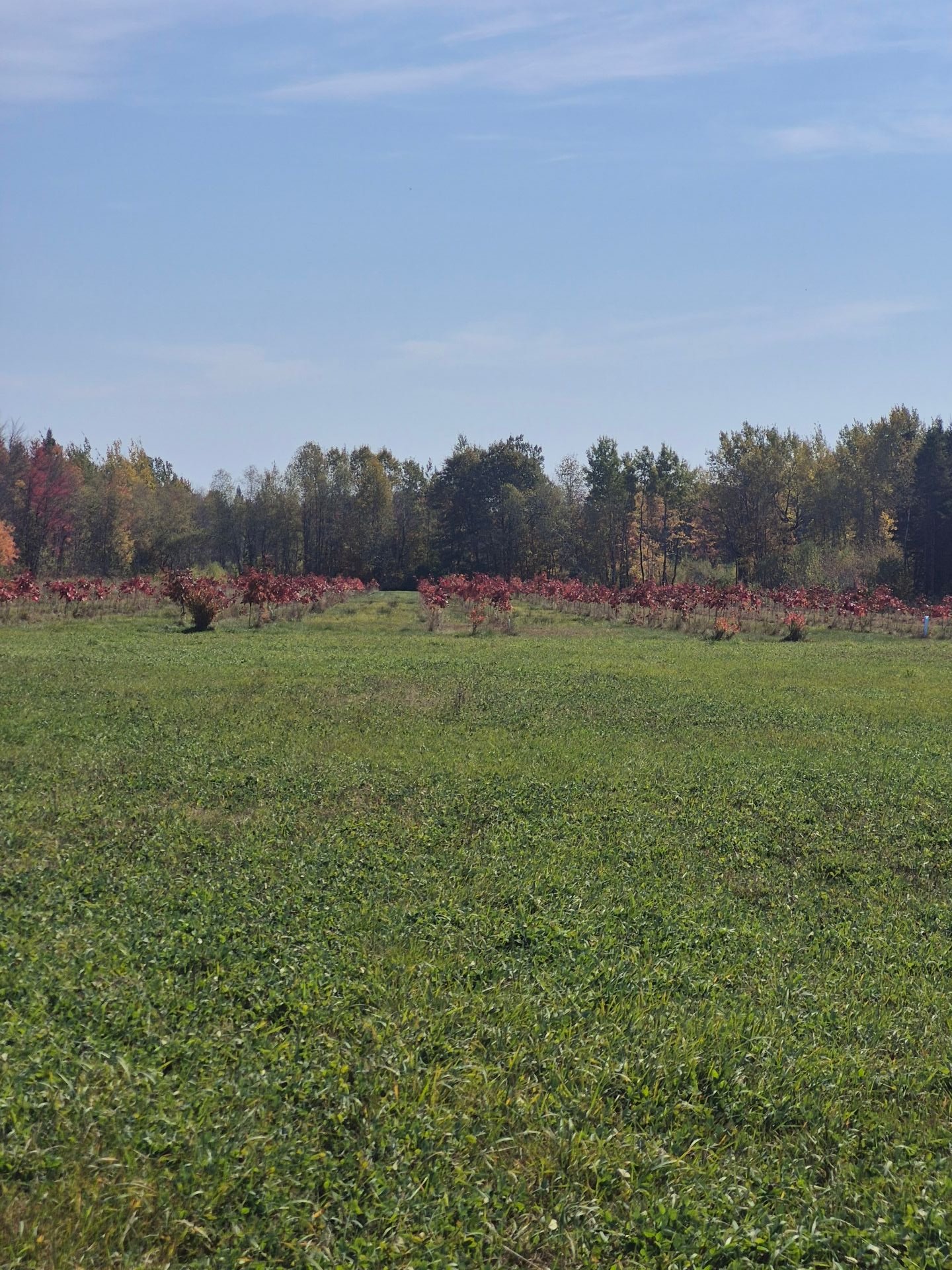 Bâtisse commerciale/Bureau à vendre: 754Y Rg Ste-Agathe, Centre-du ...