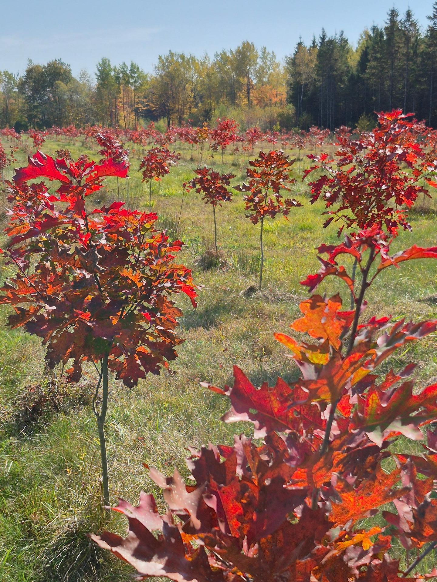 Bâtisse commerciale/Bureau à vendre: 754Y Rg Ste-Agathe, Centre-du ...